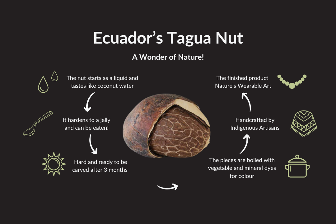 Tagua Nuts From Ecuador - The Happy Elephant – The Happy Elephant ...