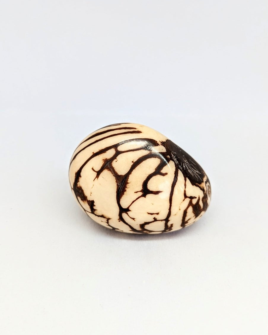 Tagua Nuts From Ecuador - The Happy Elephant