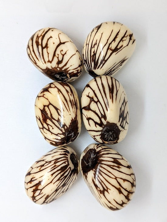 Tagua Nuts From Ecuador - The Happy Elephant – The Happy Elephant ...