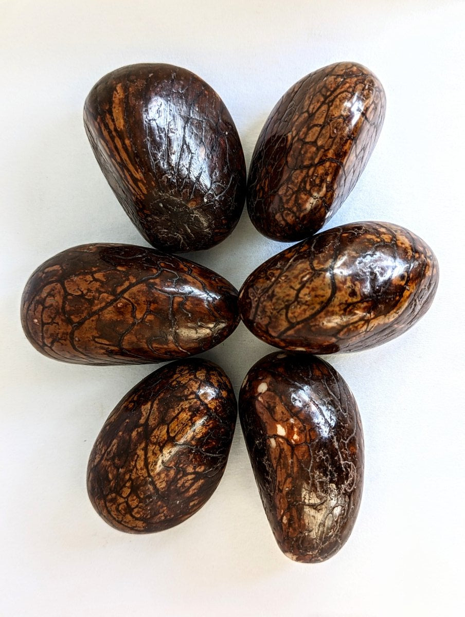 Tagua Nuts From Ecuador - The Happy Elephant